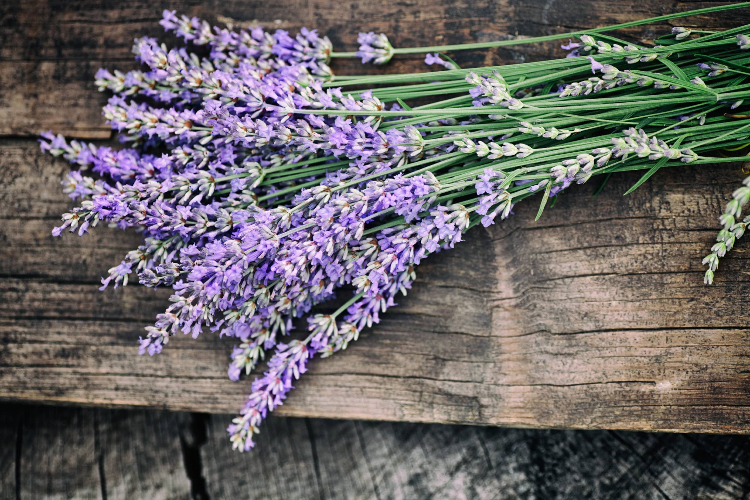 Lavanda - Rea Reino Perdido